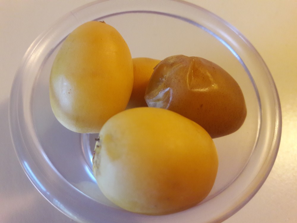 Fresh Dates Milkshake – Easy Vegetarian Recipes